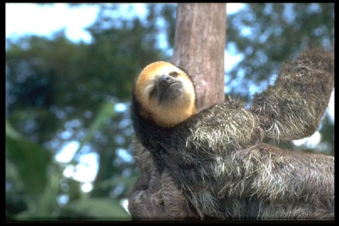 vynsane.com - REAL ULTIMATE POWER!!! SLOTHS!!! the official SLOTH ...